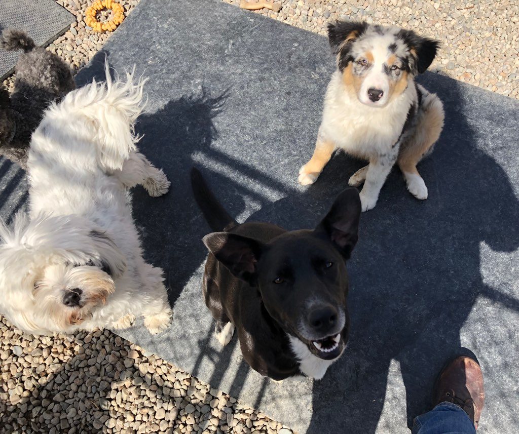 When To Choose Dog Day Care in Boston | Canine College, Bow Wow Resort