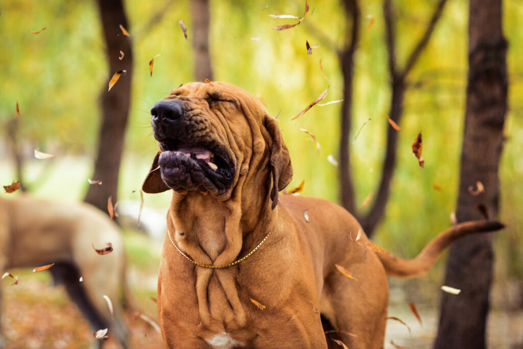 Why Fall is the Perfect Season to Train Your Dog | Canine College, Bow ...