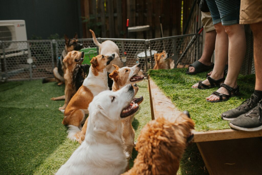 How to Choose the Right Dog Daycare | Canine College, Bow Wow Resort